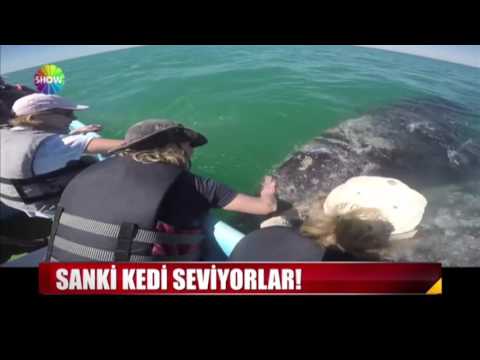 Sanki kedi seviyorlar!