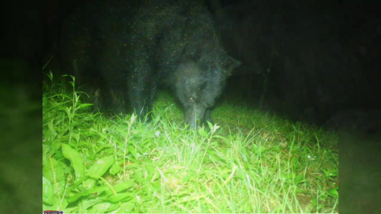 Pennsylvania black bear compilation on trail camera - YouTube