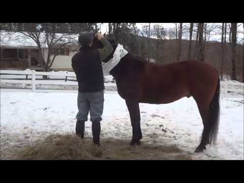 Horse Training - Sacking out with a plastic bag - YouTube