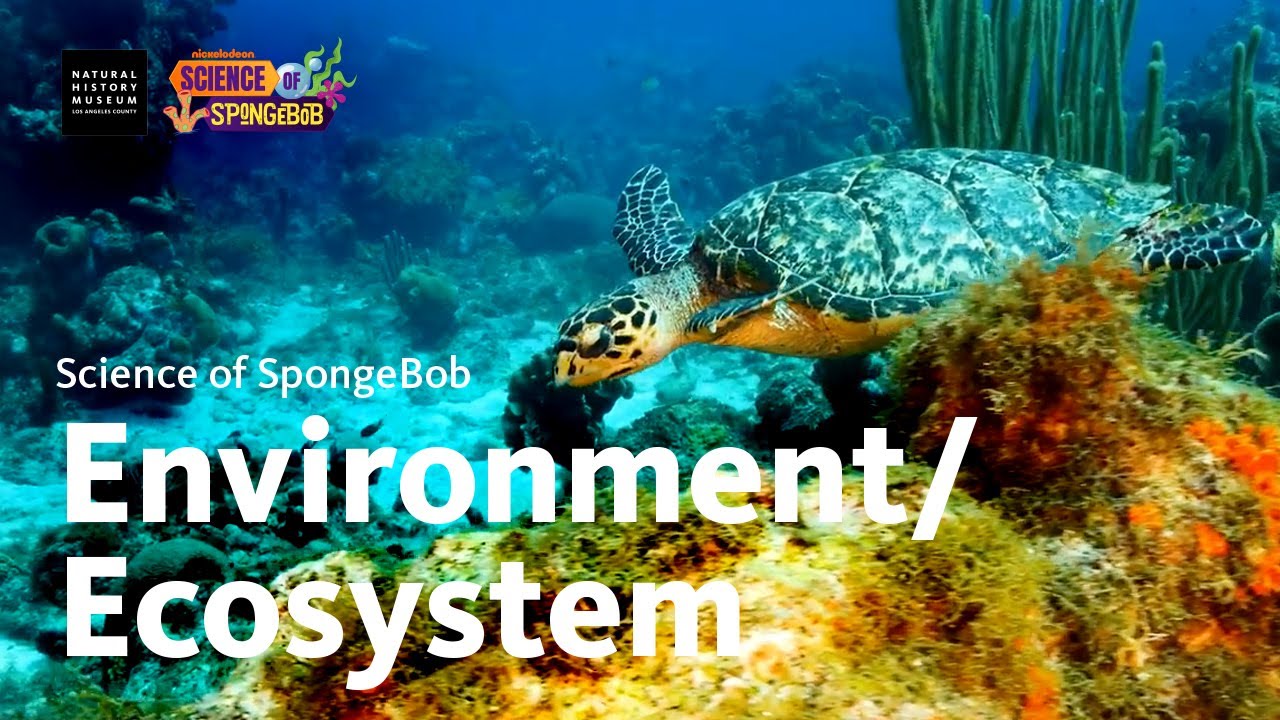 Science of SpongeBob: Environment/Ecosystem #SpongeBob #Science #NHMLA ...