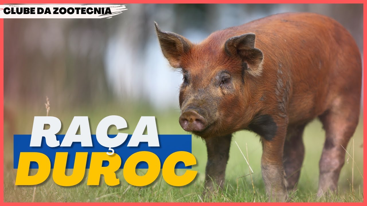 Conheça a raça DUROC - YouTube