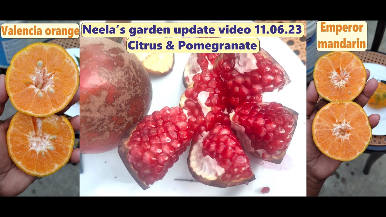 Aforer mandarin, Valencia orange, chinese, emperor, parfianka anar ...