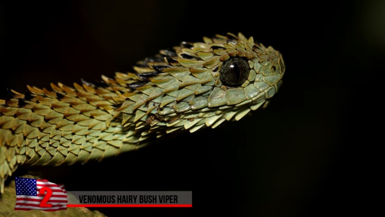 Rarest Snakes on Earth - YouTube