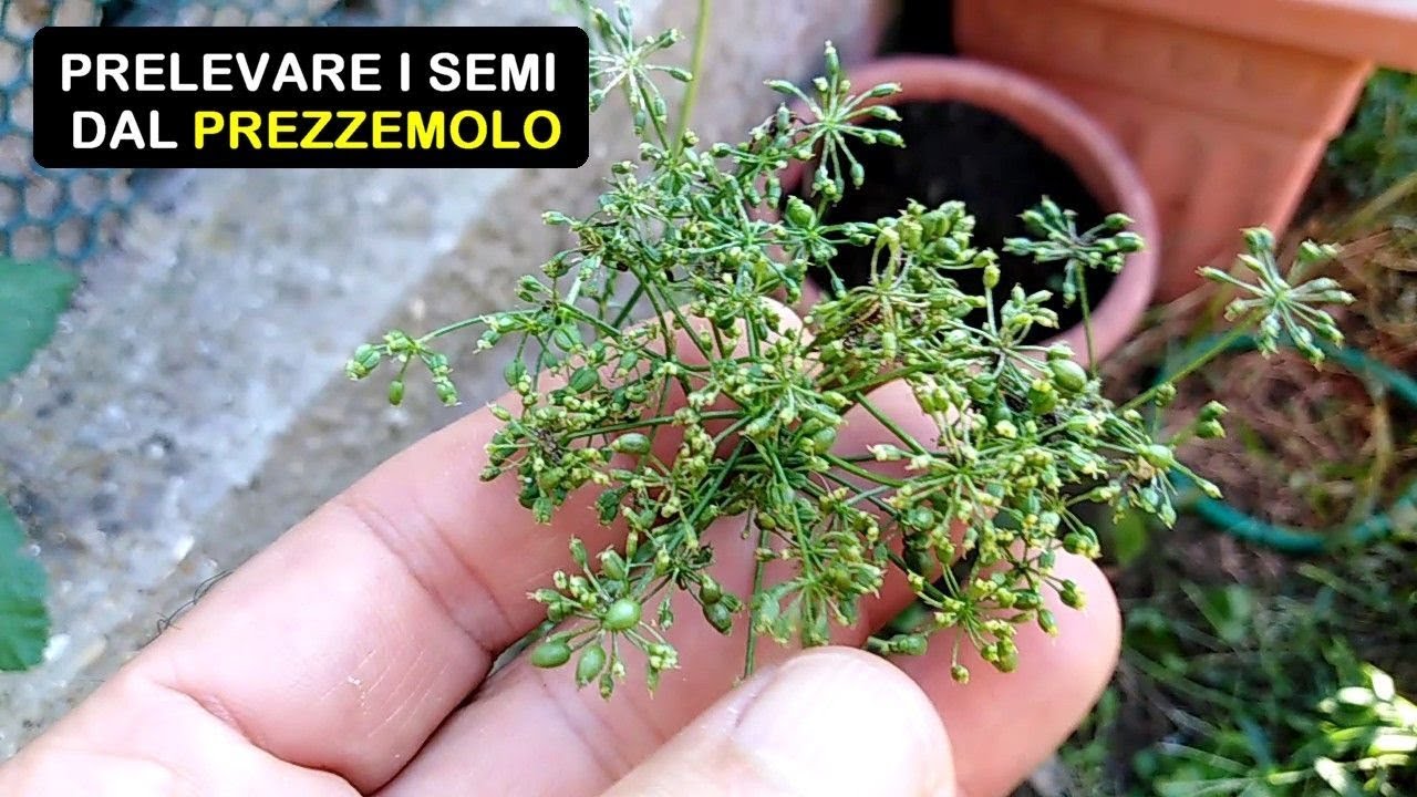 COME PRELEVARE I SEMI DEL PREZZEMOLO - YouTube