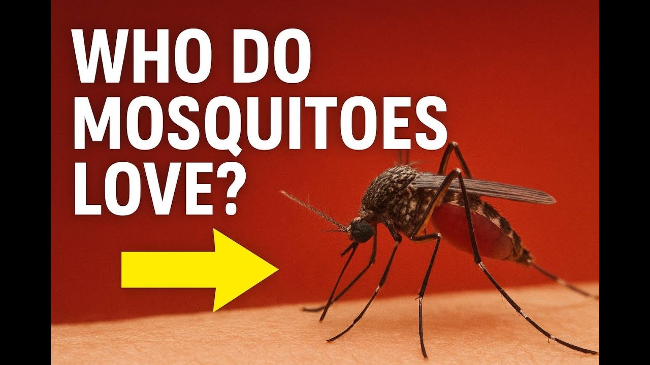 Why Do Mosquitoes Bite Some People More Than Others? | Science ...