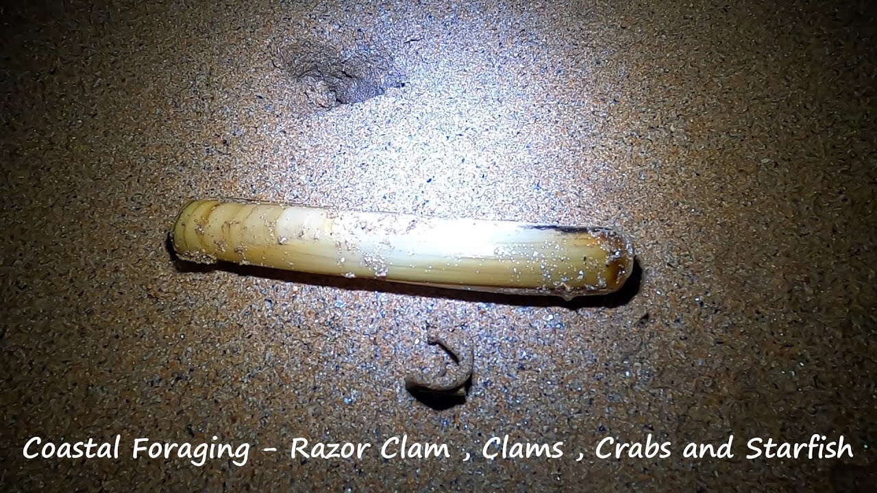 Coastal Foraging - Razor Clams , Clams , Crabs and Starfish - YouTube