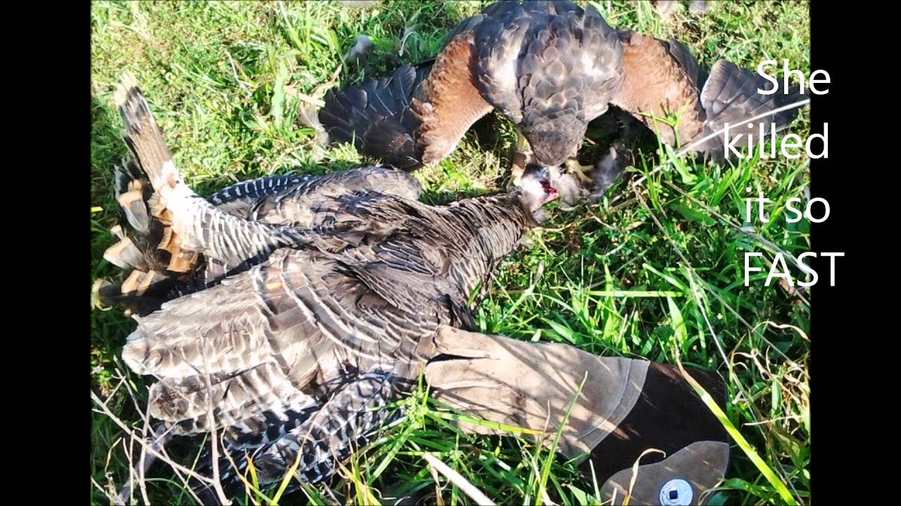 Harris Hawk on Turkey - YouTube