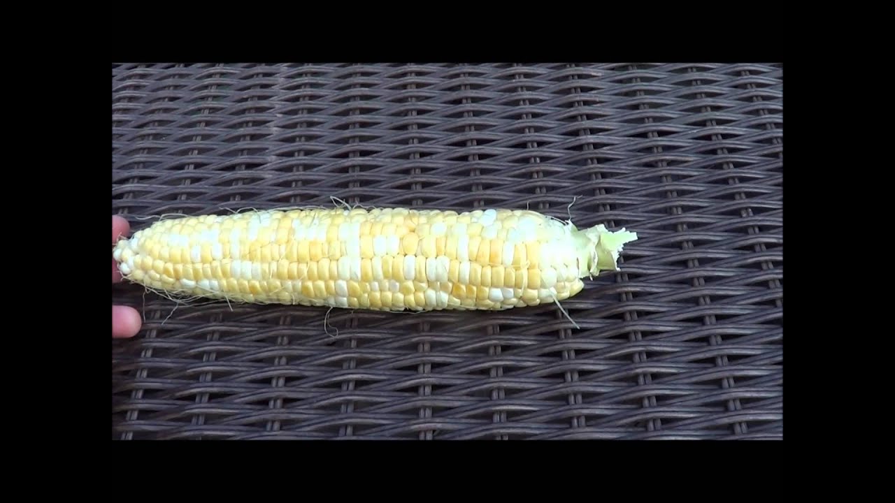 Unfertilized Corn - YouTube