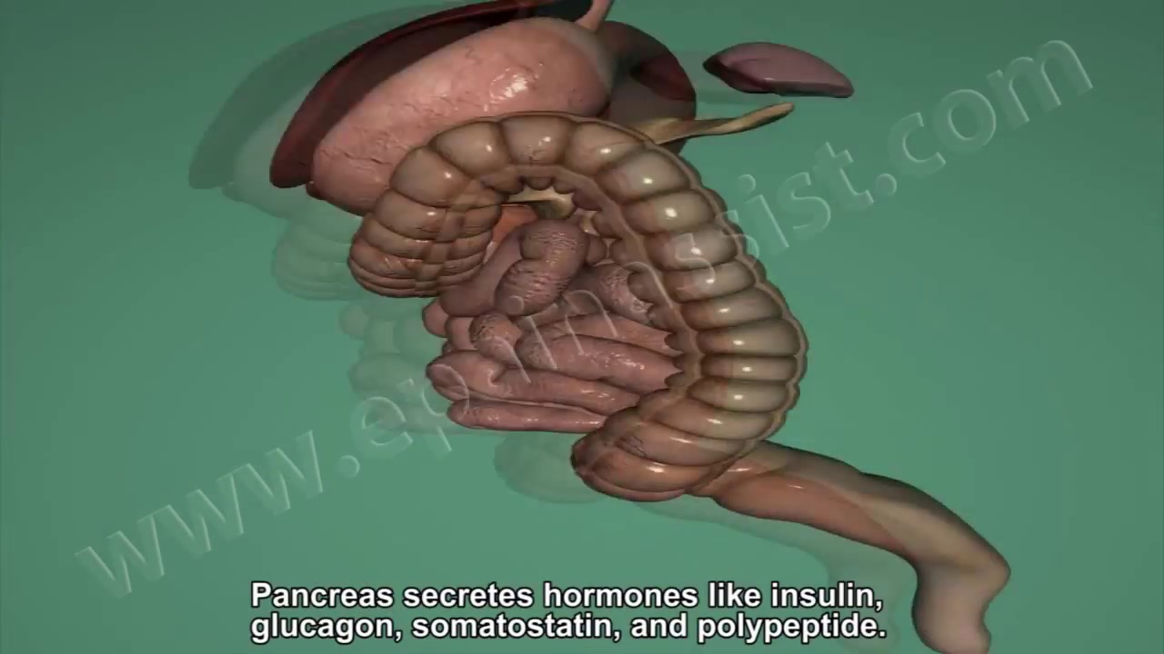 Chronic Pancreatitis Explained! Causes and Symptoms of Chronic ...