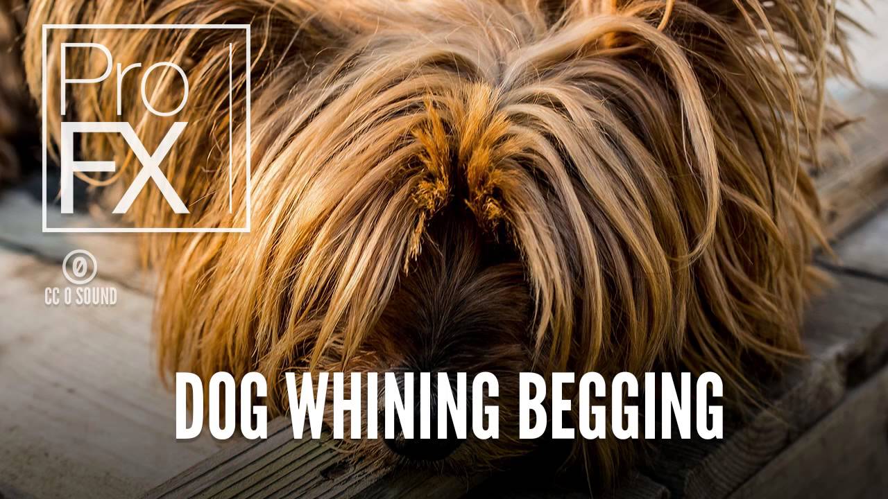 Dog Whining Begging | Animal Sound Effects | ProFX (Sound, Sound ...
