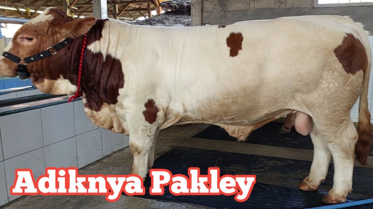 Nemu Sapi lucu corak unik nan cantik yang langka - YouTube