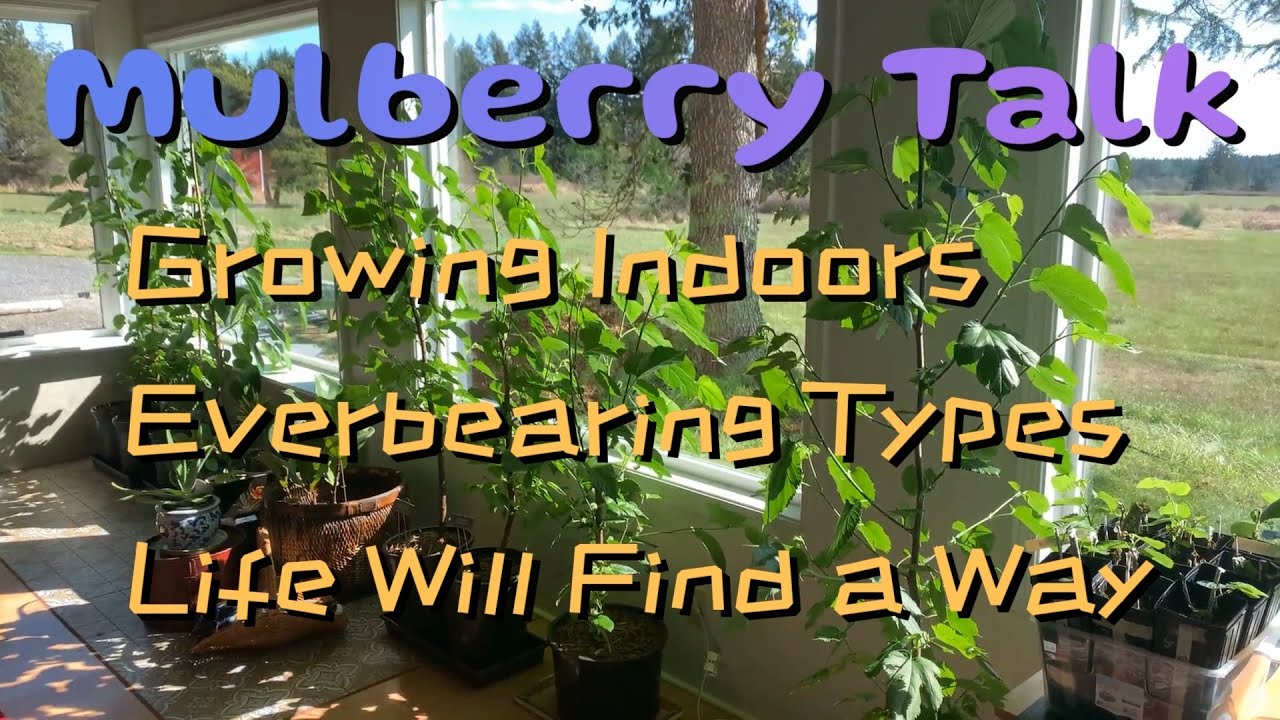 Growing Mulberry Trees Indoors in Pots - YouTube