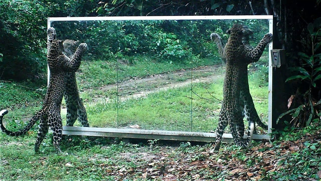 Rainforest Mirror: leopards courting their reflection (Gabon) - YouTube