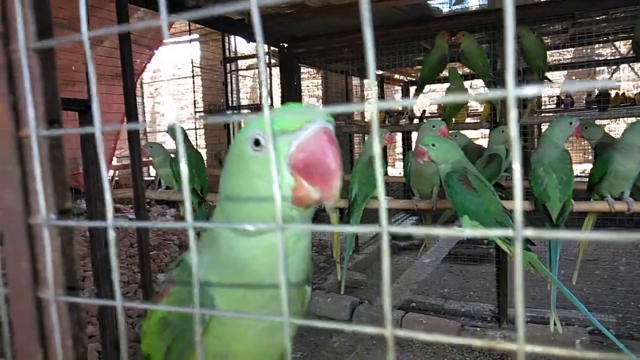 Alexander Parrot Chicks Voice | The Giant Video Of Pahari Tota Setup ...