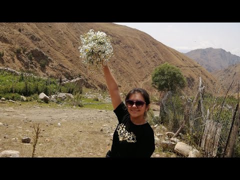 Naxçıvan MR-nın Ordubad rayonu Dırnıs kəndi haqqında video! #naxçıvan #ordubad #dırnıs #azerbaijan