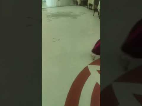 yeni il. yeni il şenliyi 2020