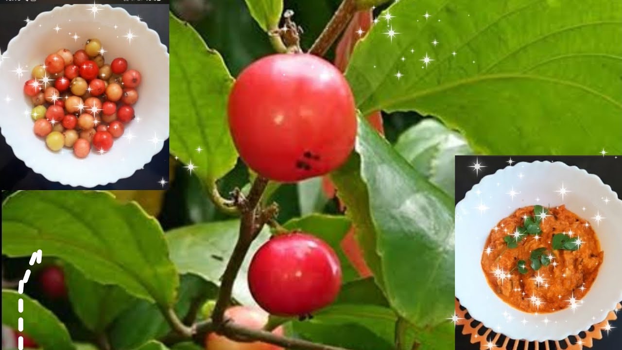 🤤വീട്ടുവളപ്പിലെ ലൂബിക്ക കൊണ്ട് സ്വാദിഷ്ടവും വ്യത്യസ്തവുമായ അച്ചാർ😋 ...