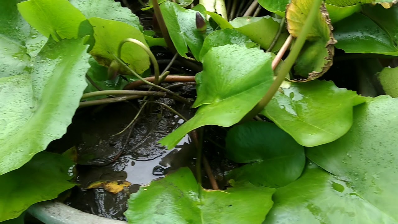BUNGA TERATAI II Cara tanam pupuk dan pelihara tanaman teratai agar ...