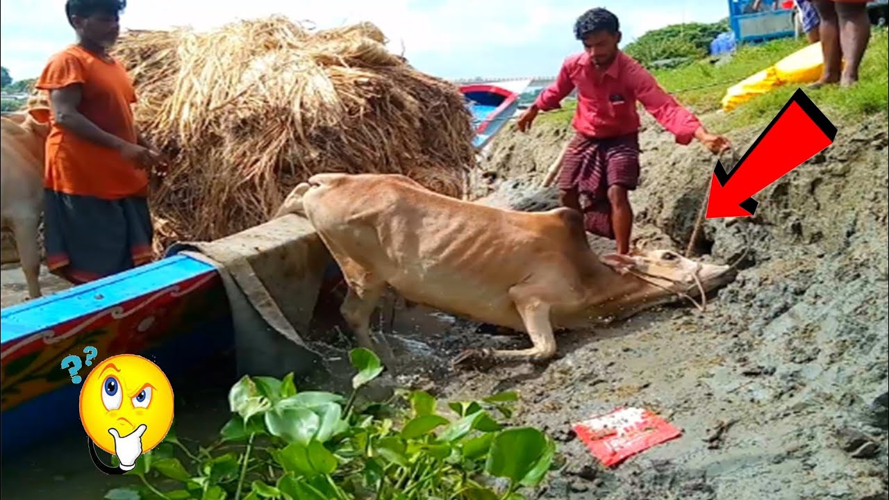 Cow unloading in boat || Cow video || Unloading cow - Ep - 47 || Big ...