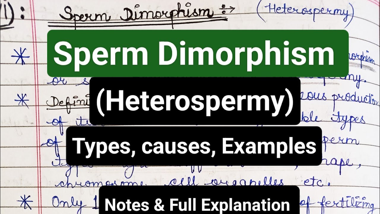 Sperm Dimorphism | Heterospermy | Types | Causes | Examples | Notes # ...