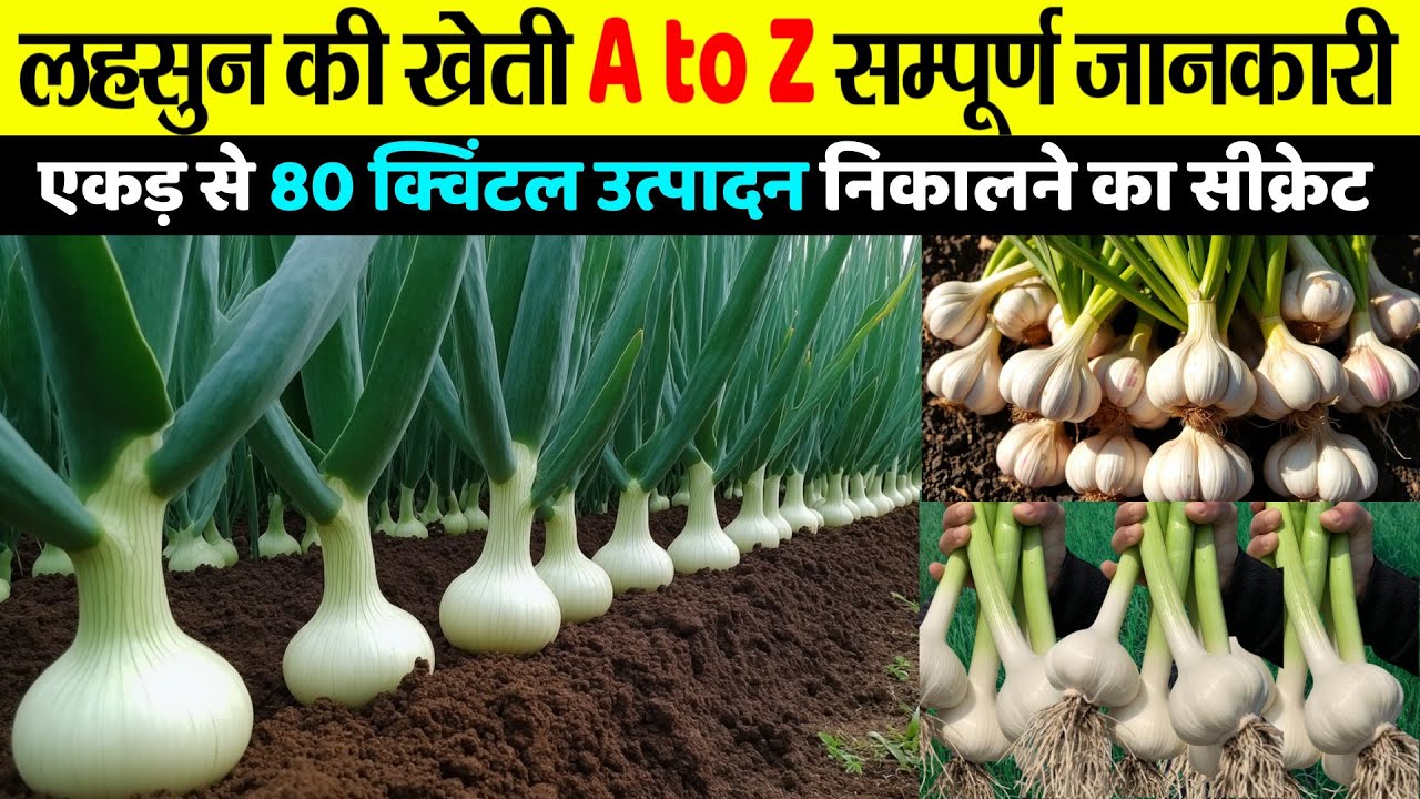 Lahsun ki kheti | लहसुन की खेती कैसे करें | Garlic farming🧄Lahsun ki ...