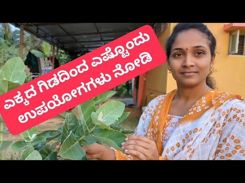 ಎಕ್ಕದ ಗಿಡ || Crown Flower Plant || Ekkada gida #ekkada #gida # ...