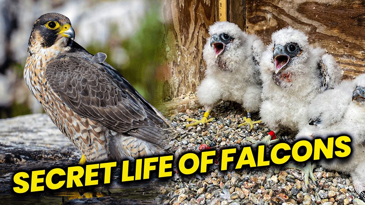 The Secret Life of Falcons - YouTube