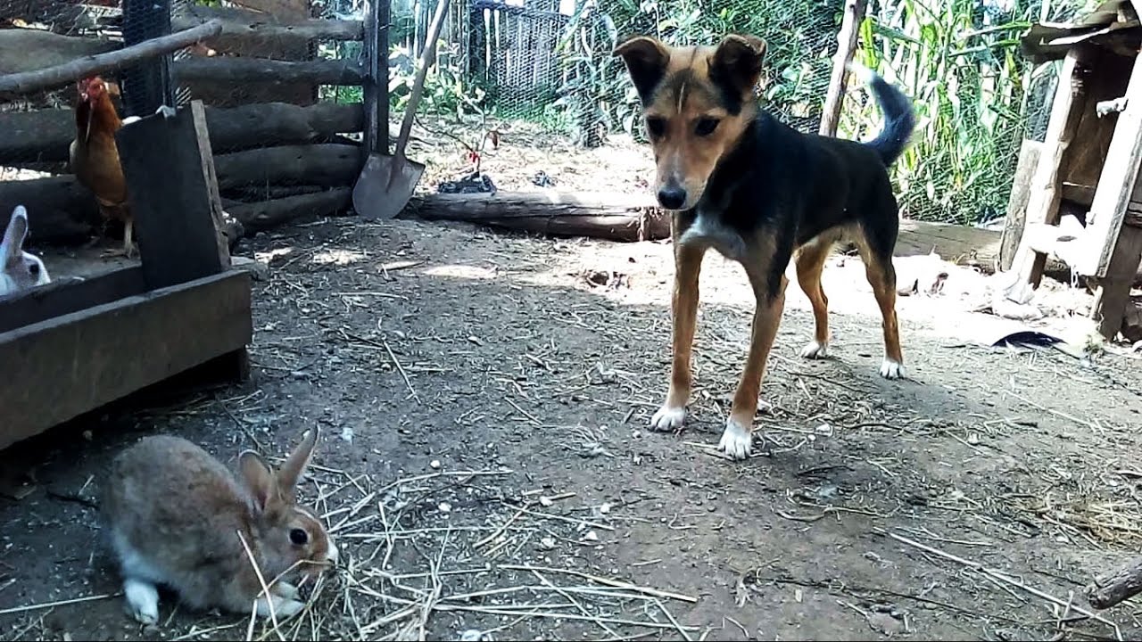 Dog vs rabbit - YouTube