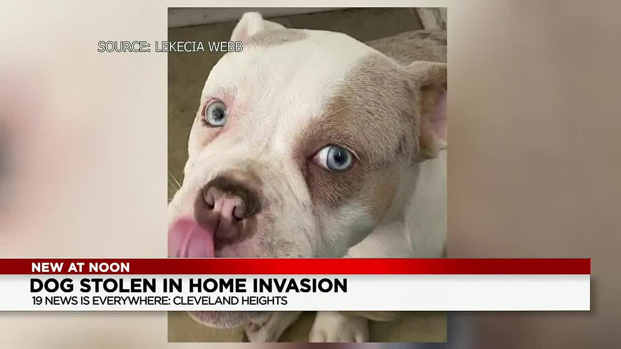 Dog taken in Cleveland Heights home invasion - YouTube