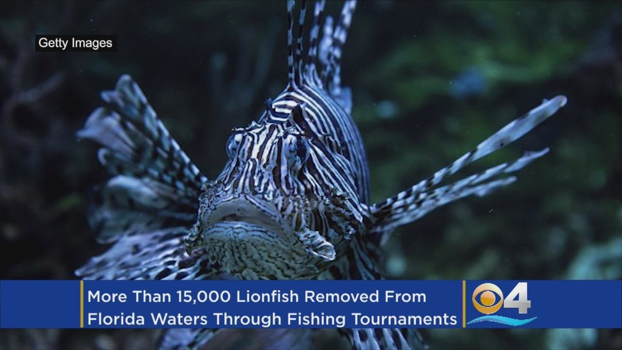 Lionfish Tournaments Remove 15K Invasive Fish From Florida Waters - YouTube