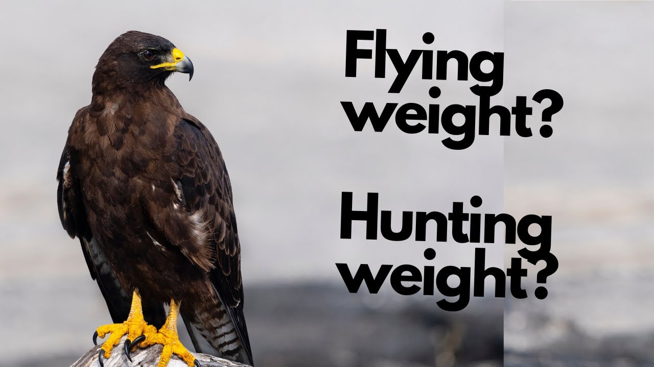How to find and adjust the right flying weight for your bird of prey ...