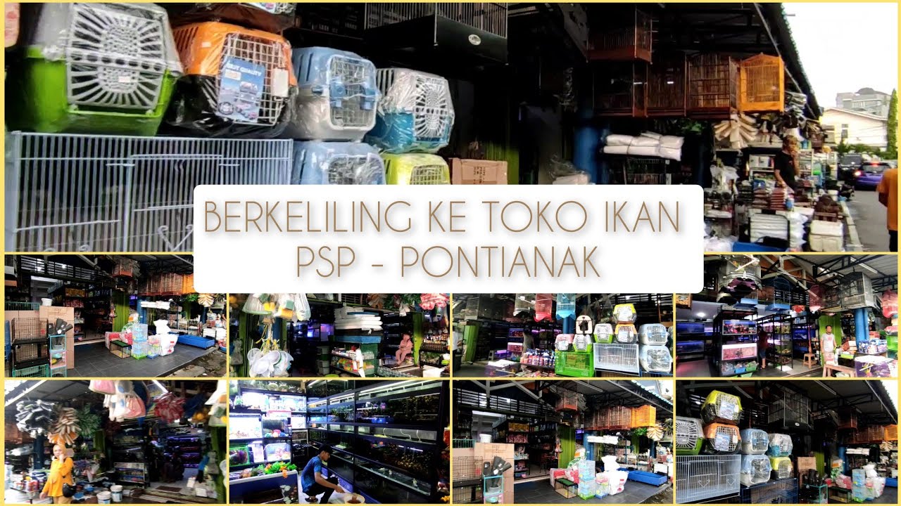 TOKO IKAN HIAS PSP PONTIANAK | аквариумная декоративная рыбка 수족관 관상어 ...