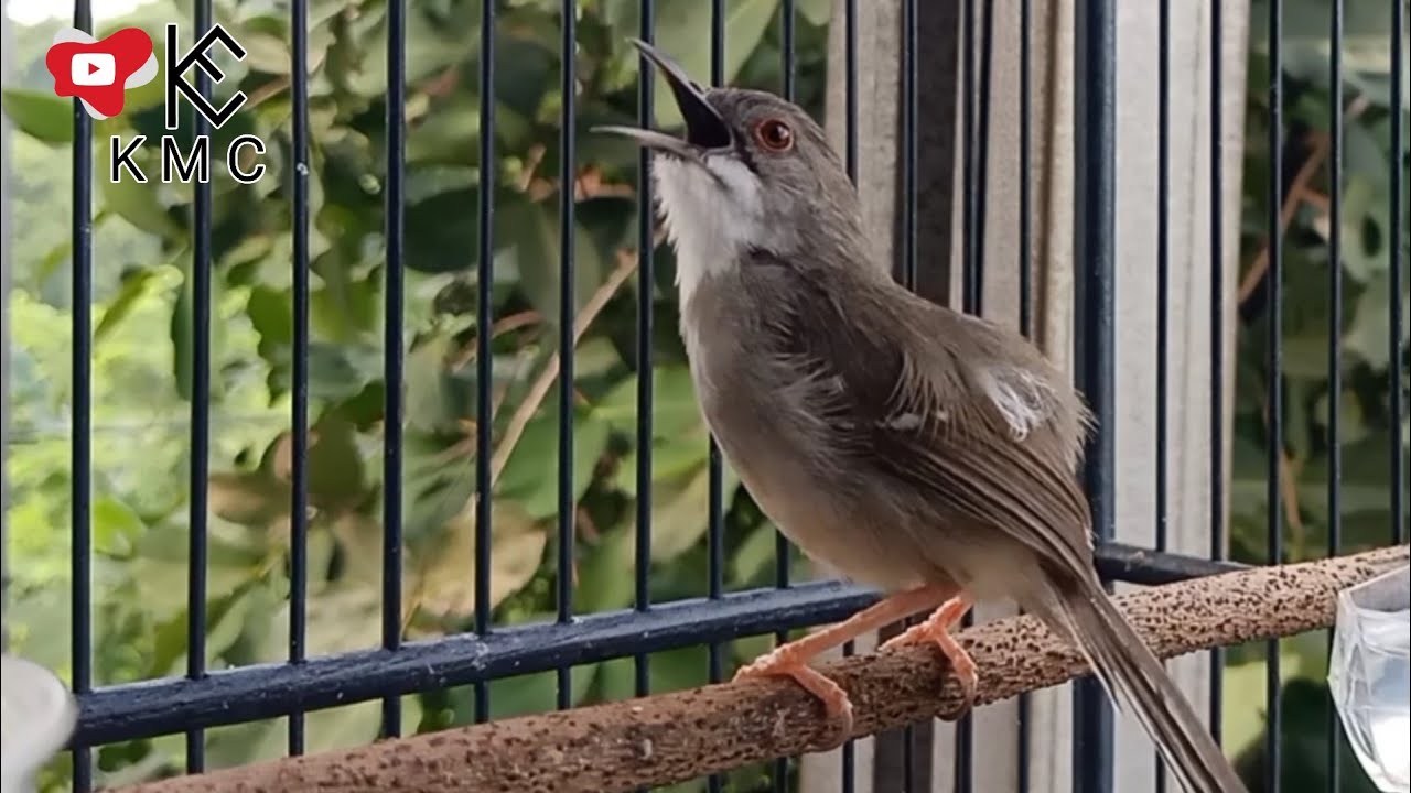suara pancingan ciblek semi gacor, cukup sekali putar ciblek semi mana yang gak ikut bunyi - YouTube