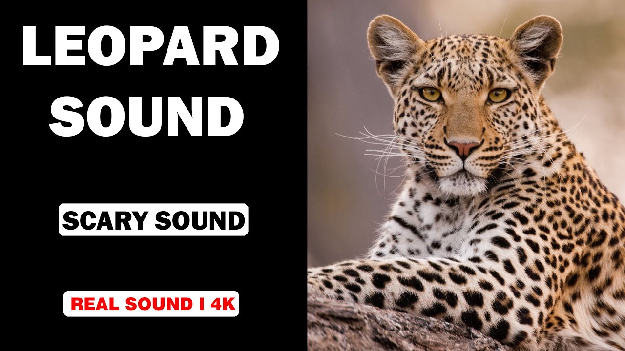 Real Leopard Sounds | High Quality | Prepare for a Scary Experience ...