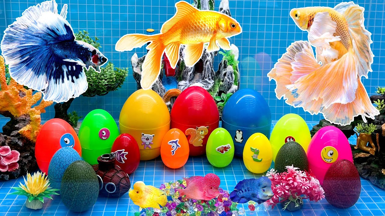 Find Colorful Surprise Eggs With Many Interesting Secrets Inside, Betta ...
