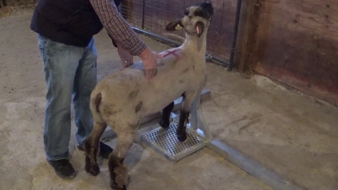 Market Lamb Judging Classes