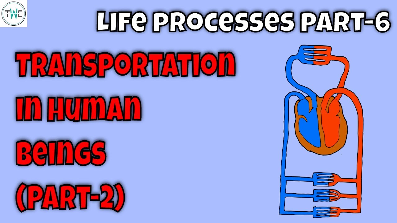 Transportation in humans(Part-2)/Life processes class 10 - YouTube