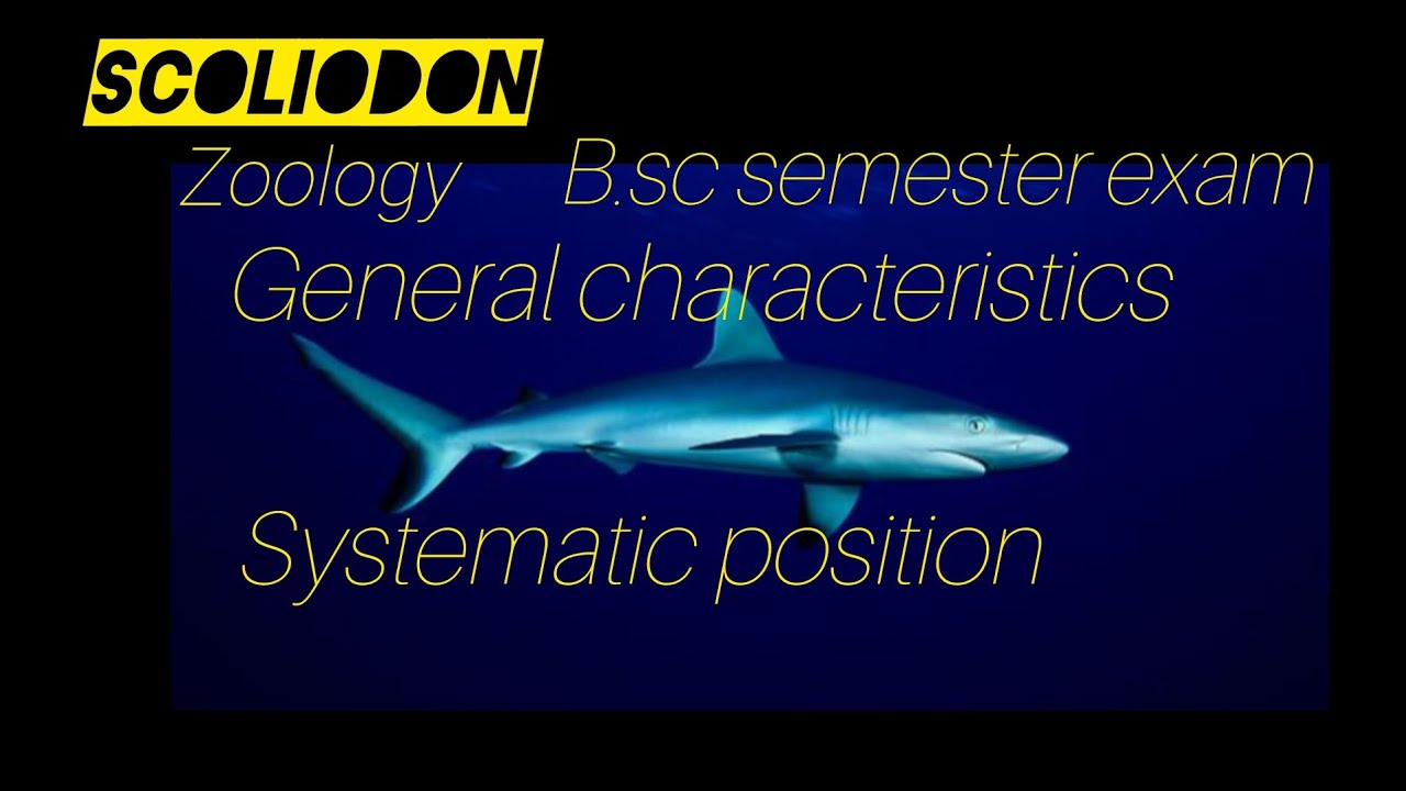 Scoliodon | General characteristics of scoliodon🦈| B.sc semester exam ...