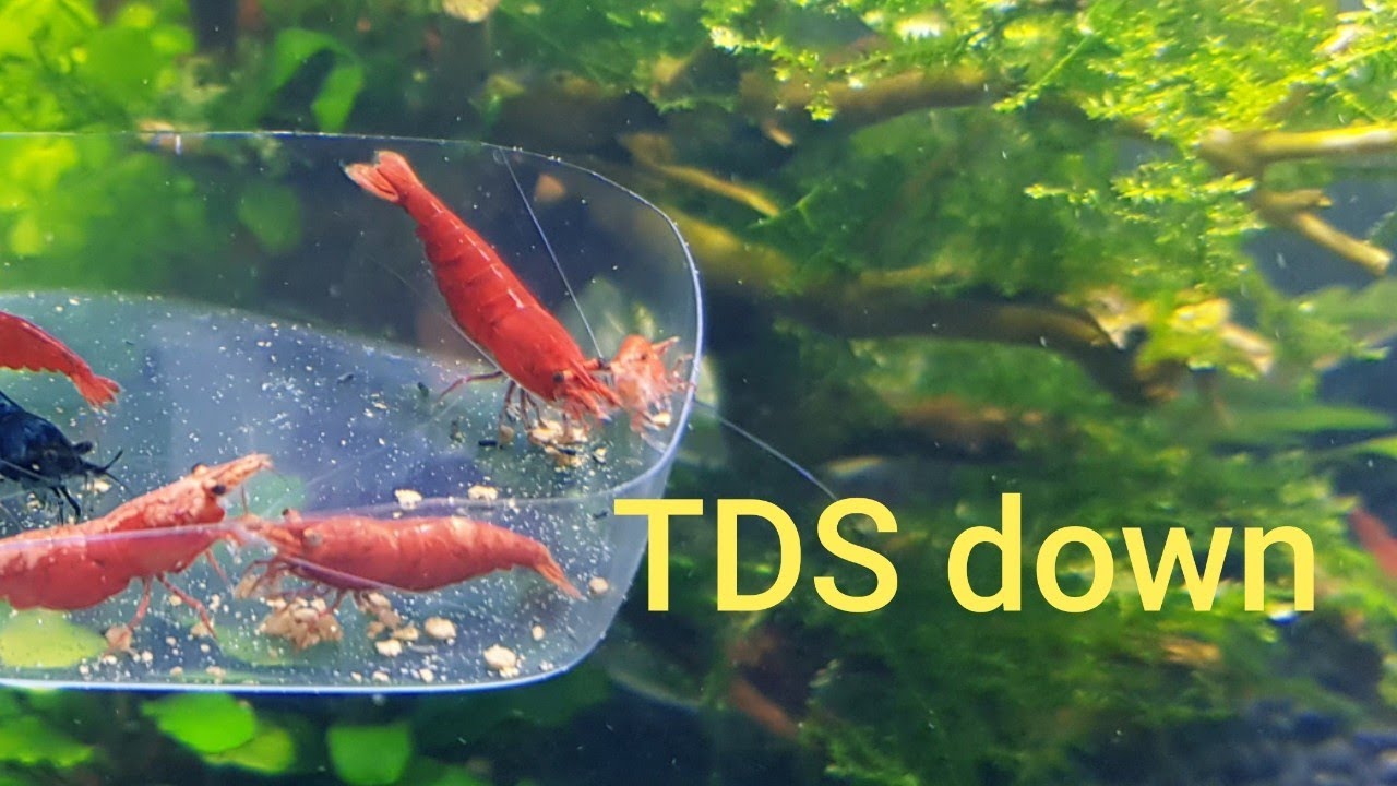 how to Reduce the TDS in Shrimp Tank - YouTube