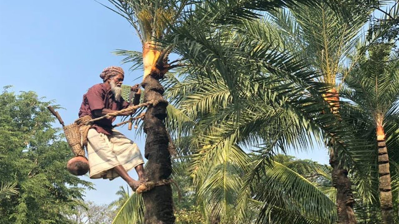 বাংলাদেশের ঐতিহ্যবাহী খেজুরের রস আহরণের ব্যবস্থা করছেন বৃদ্ধ চাচা ...