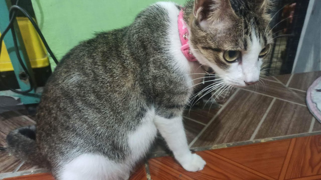 kulot is back after gave birth - YouTube