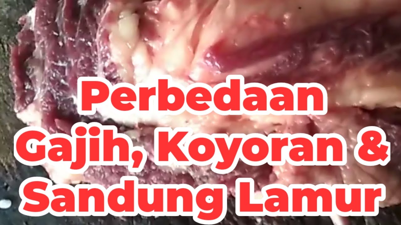 Perbedaan Gajih, Koyoran & Sandung Lamur - YouTube