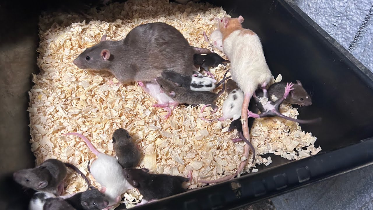 Rats 🐀 mating 👀 - YouTube