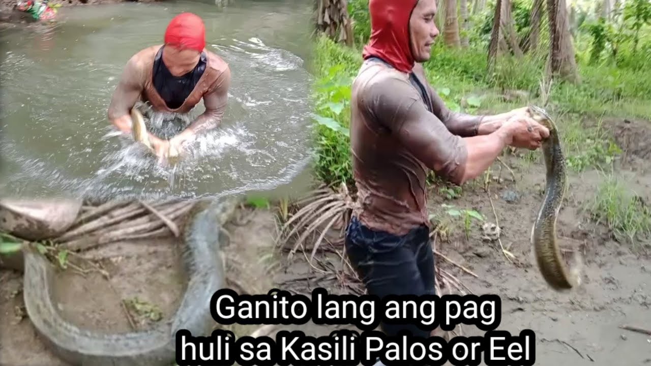Paano hulihin ang Palos Eel or Kasili sa pamamagitan ng Kamay or Hand ...
