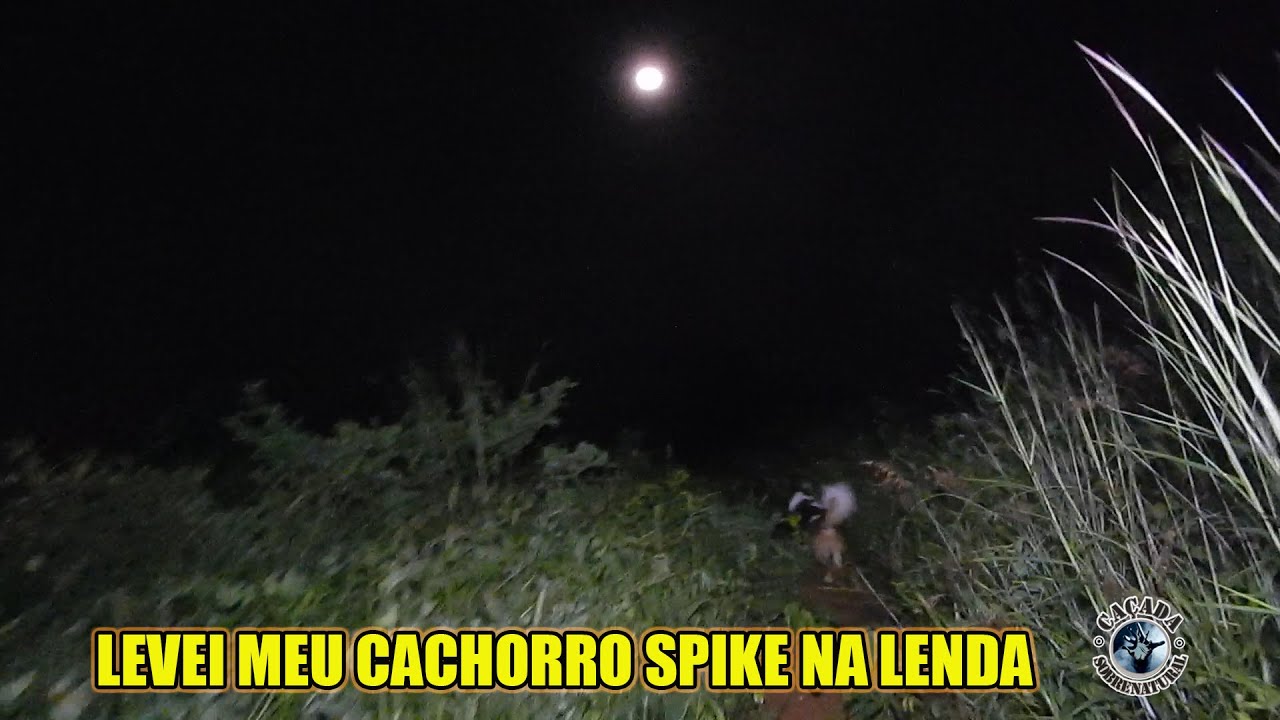 LEVEI MEU CACHORRO SPIKE NA LENDA ELE FICOU TODO CHEIO DE CARRAPICHO ...