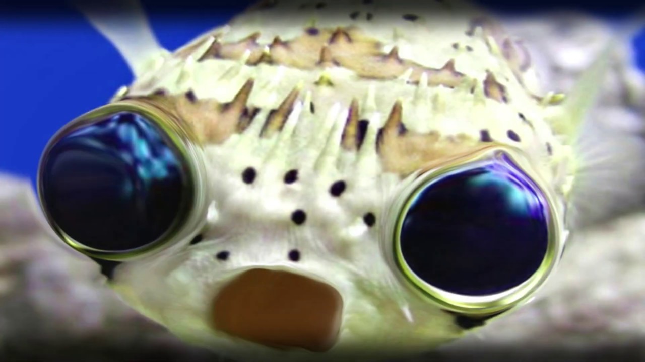 Most beautiful fish under the sea in the world| Beautiful fish ...