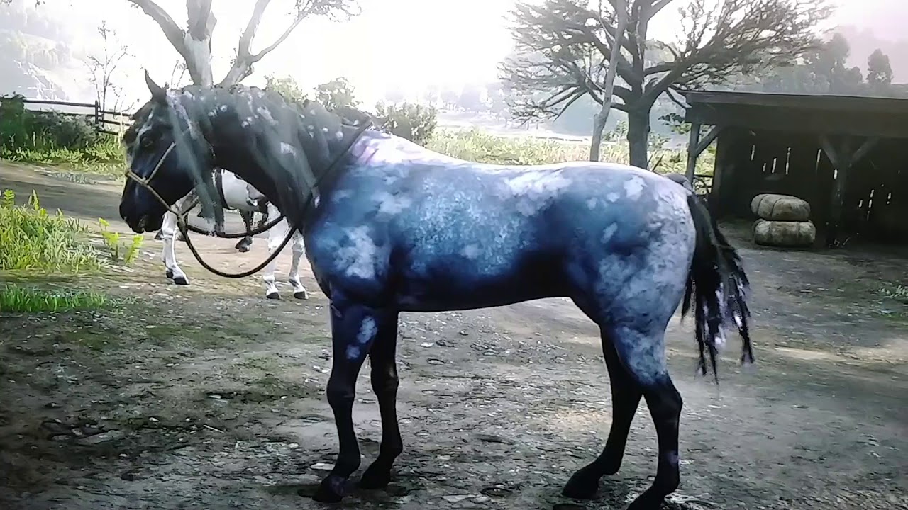 Murfree mange Blue Roan Nakota. - YouTube