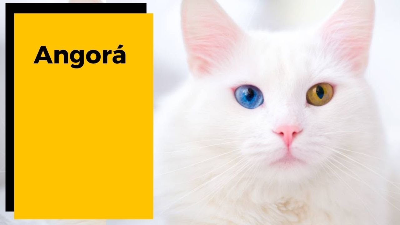 Raça de gato | ANGORÁ - O guia definitivo sobre a raça. - YouTube