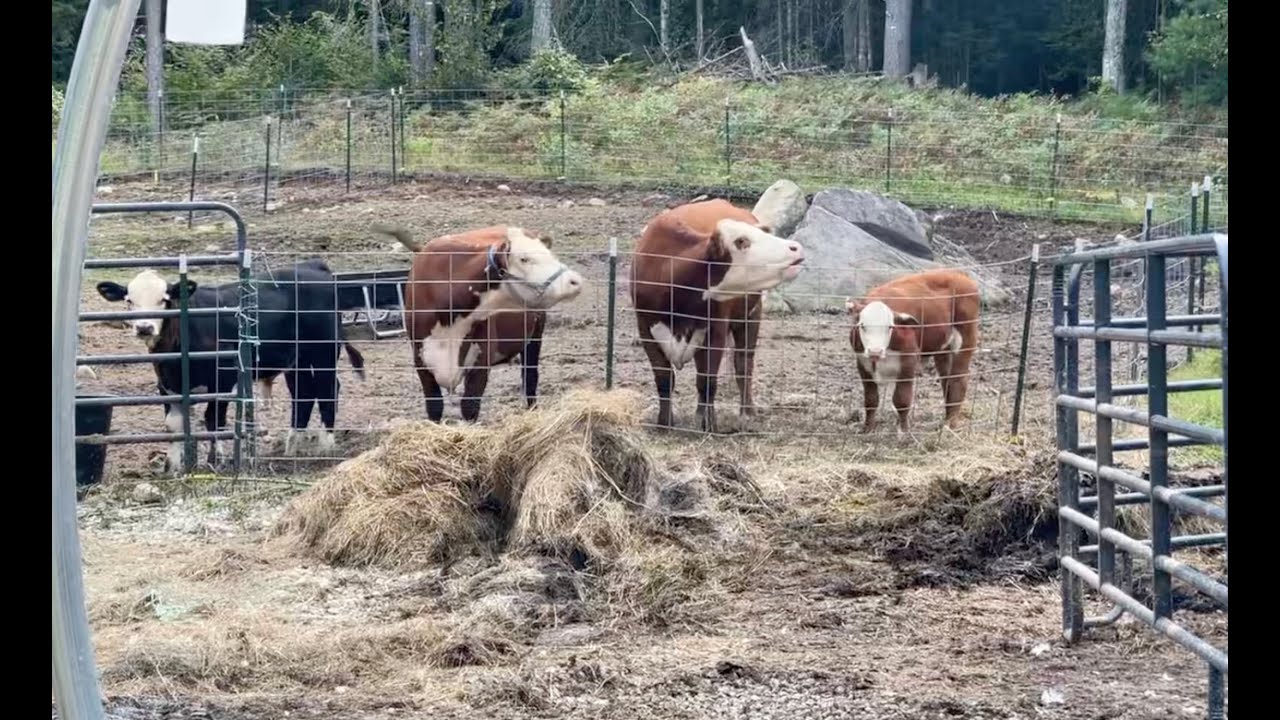 CATTLE LOWING - YouTube