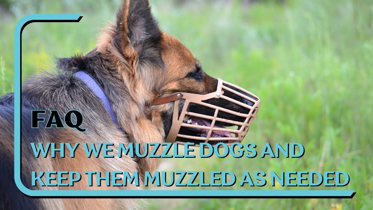 FAQ: Why We Muzzle Dogs And Keep Them Muzzled As Long As Needed - YouTube